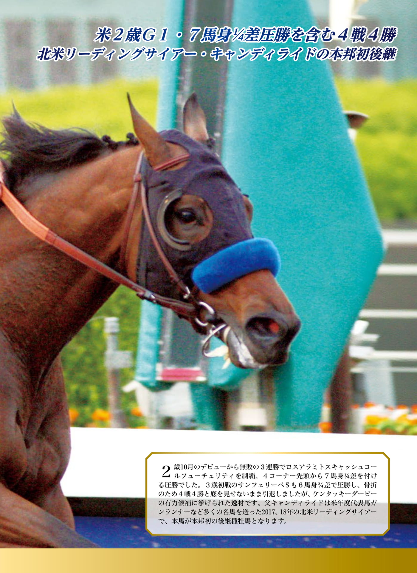 Stallions 2024 | ebook5