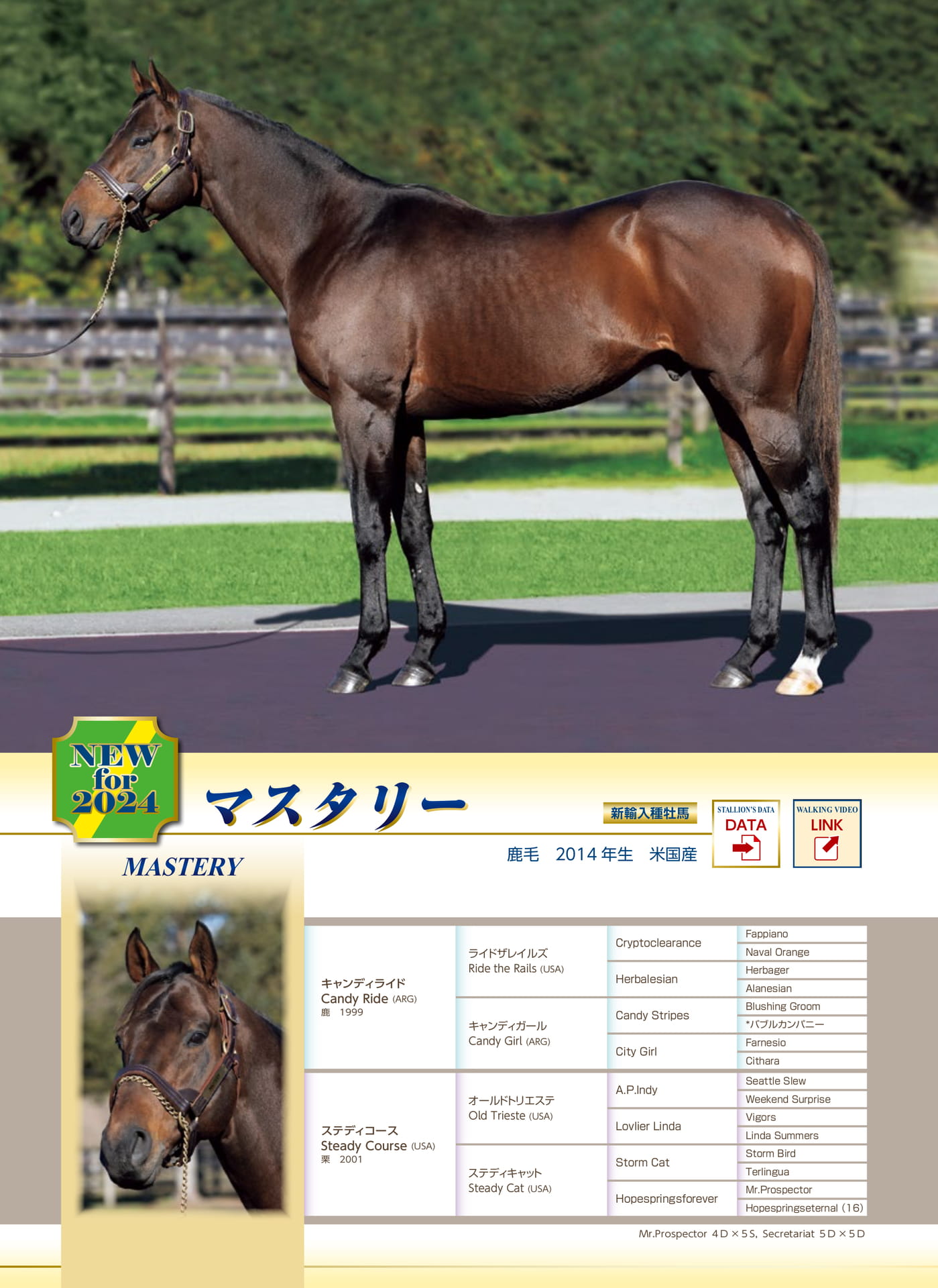 Stallions 2024 | ebook5