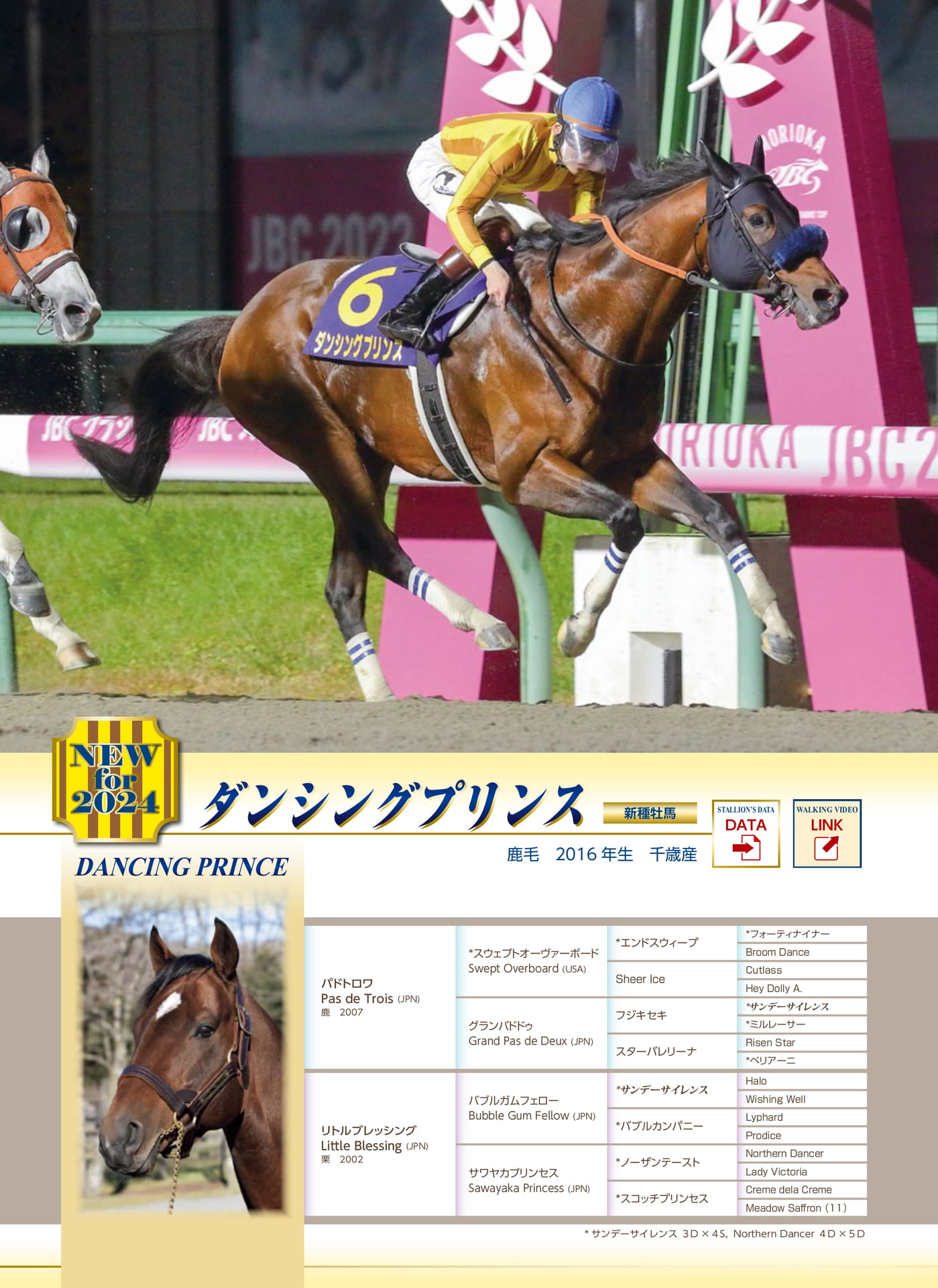 Stallions 2024 | ebook5