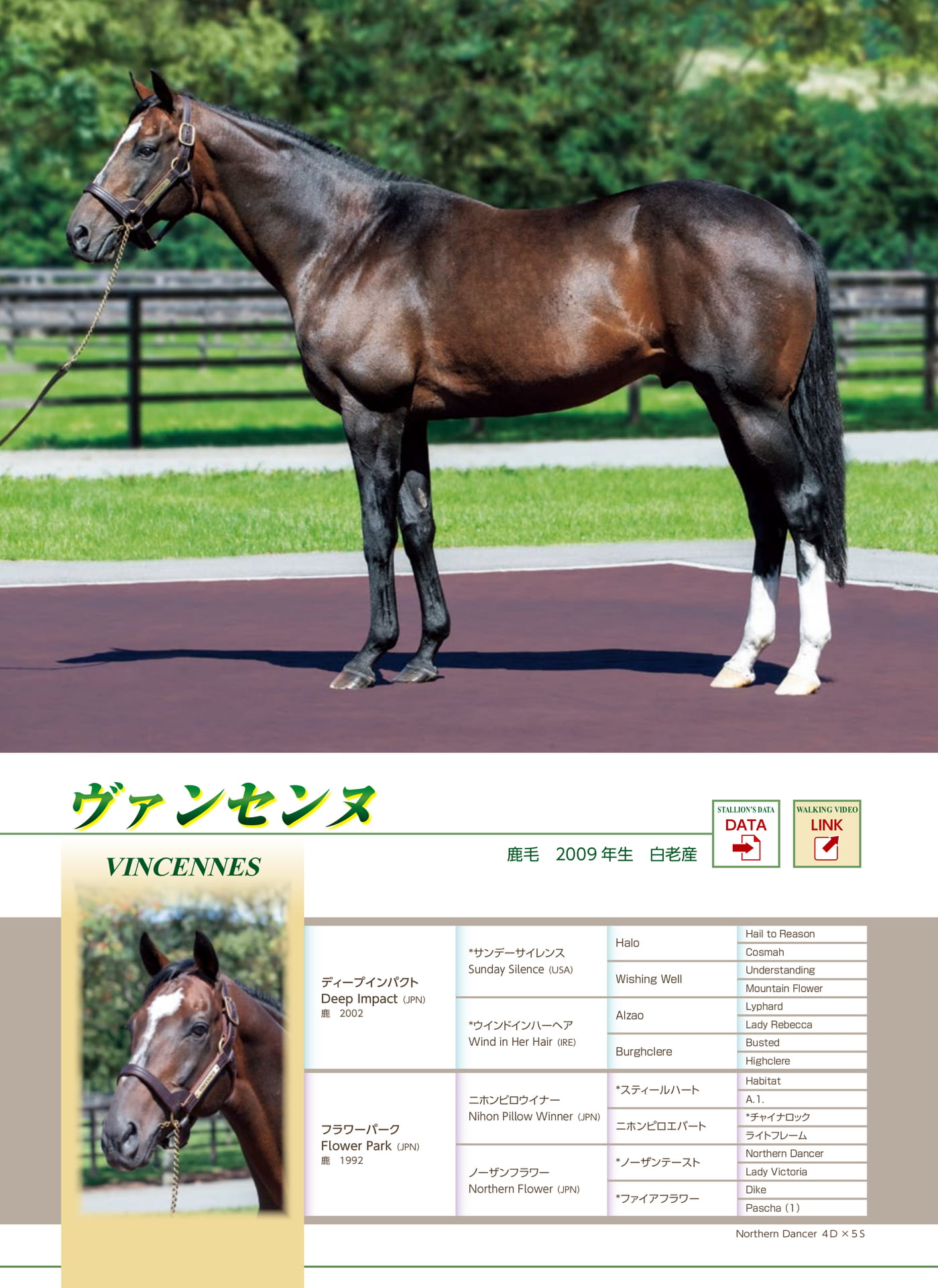 Stallions 2024 | ebook5