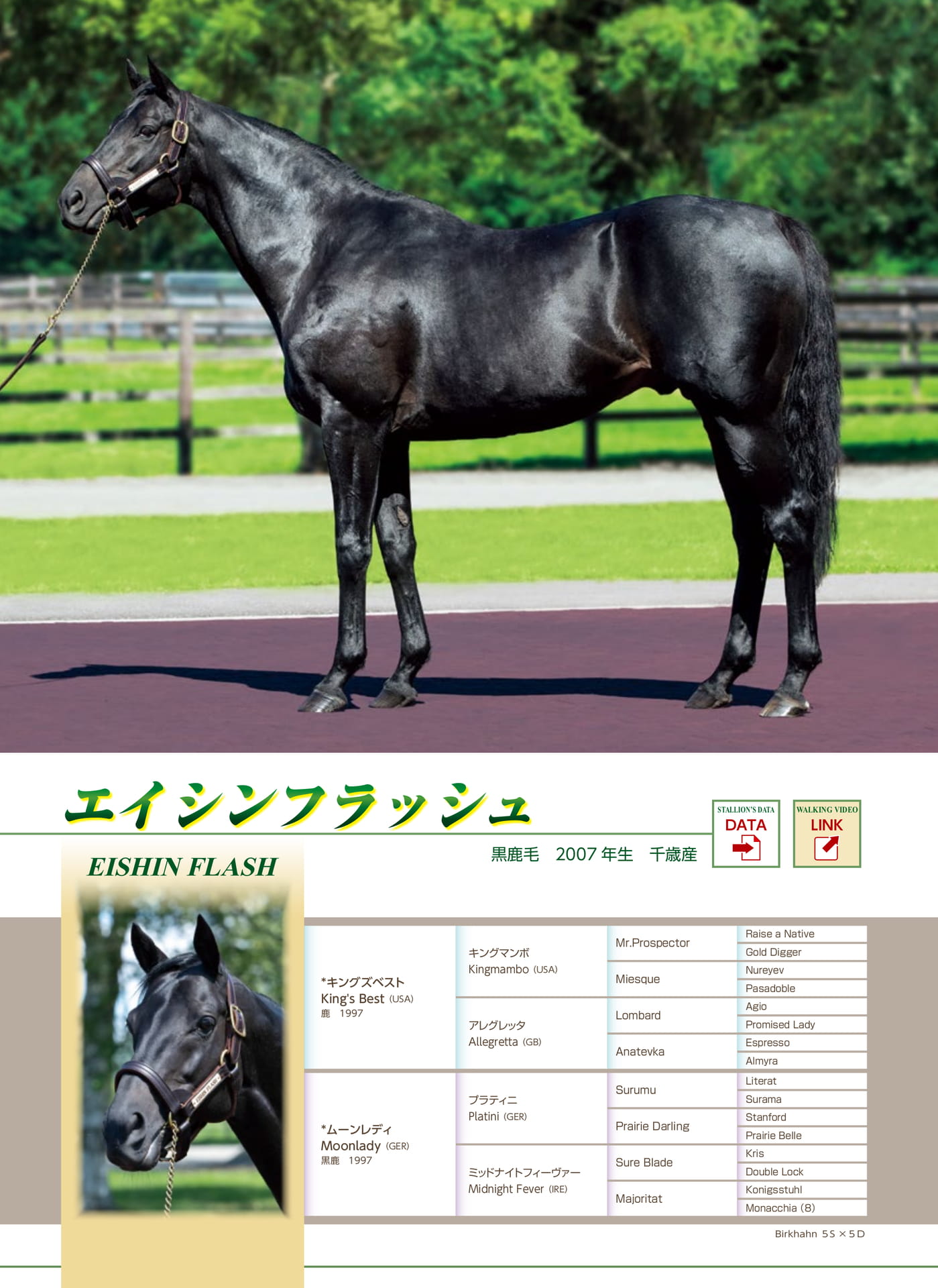 Stallions 2024 | ebook5