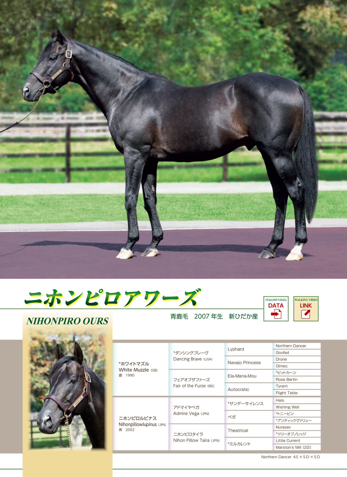 Stallions 2024 | ebook5