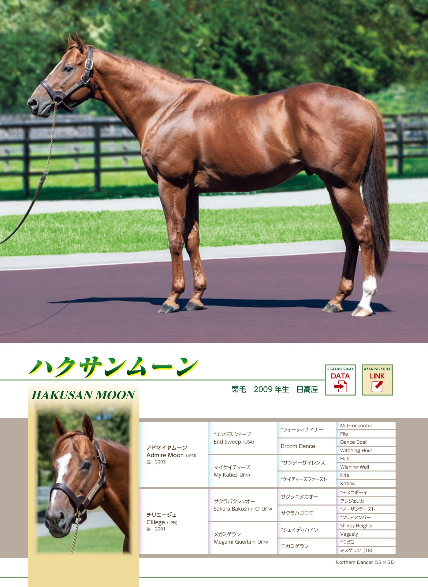 Stallions 2024 | ebook5