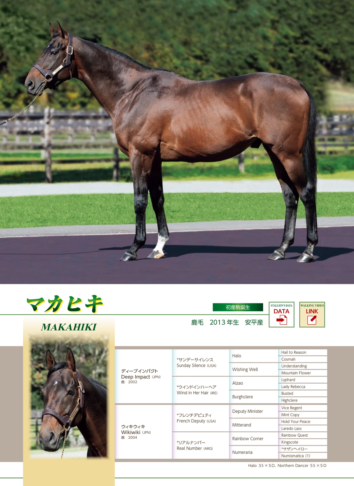 Stallions 2024 | ebook5