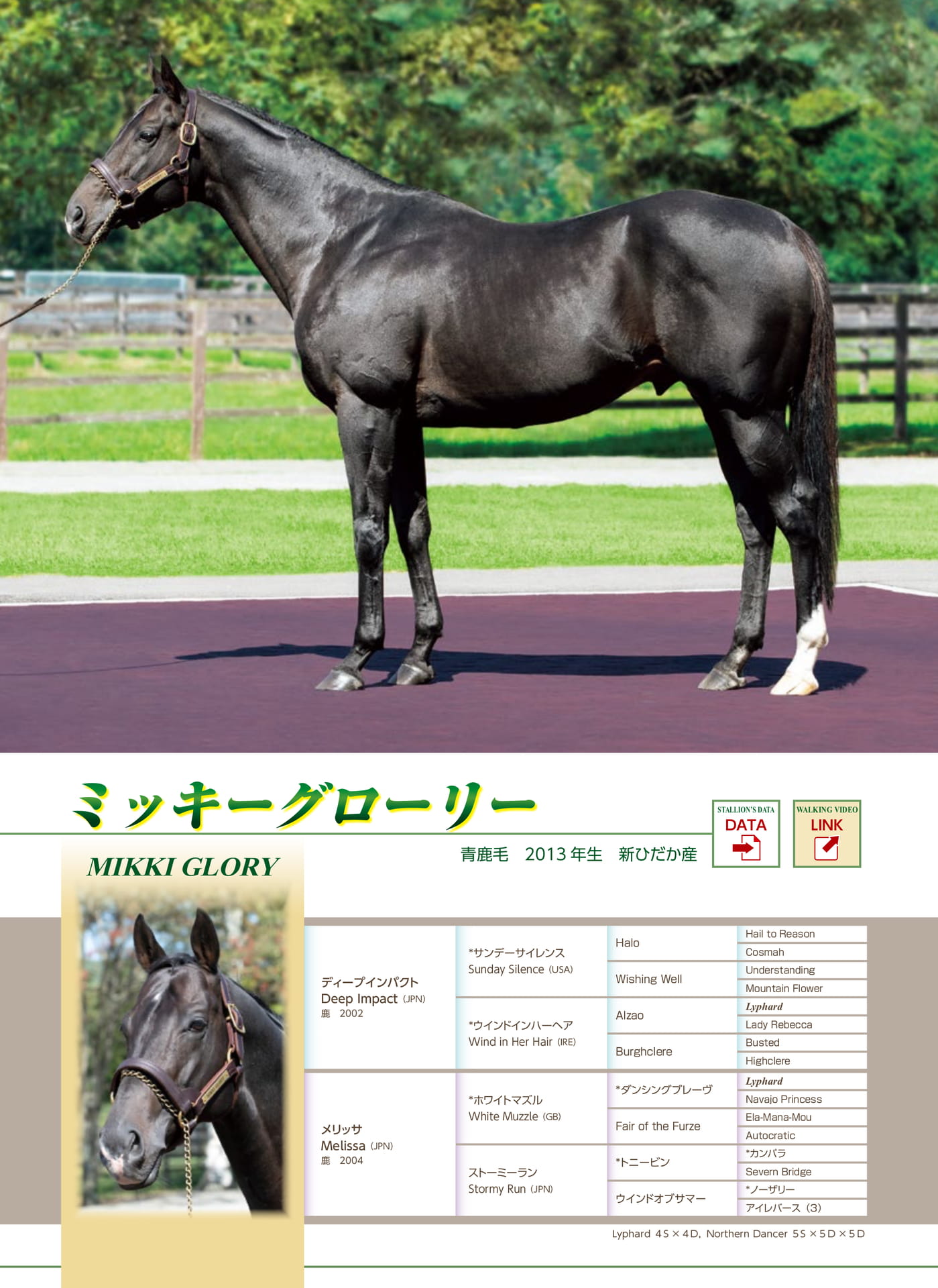 Stallions 2024 | ebook5