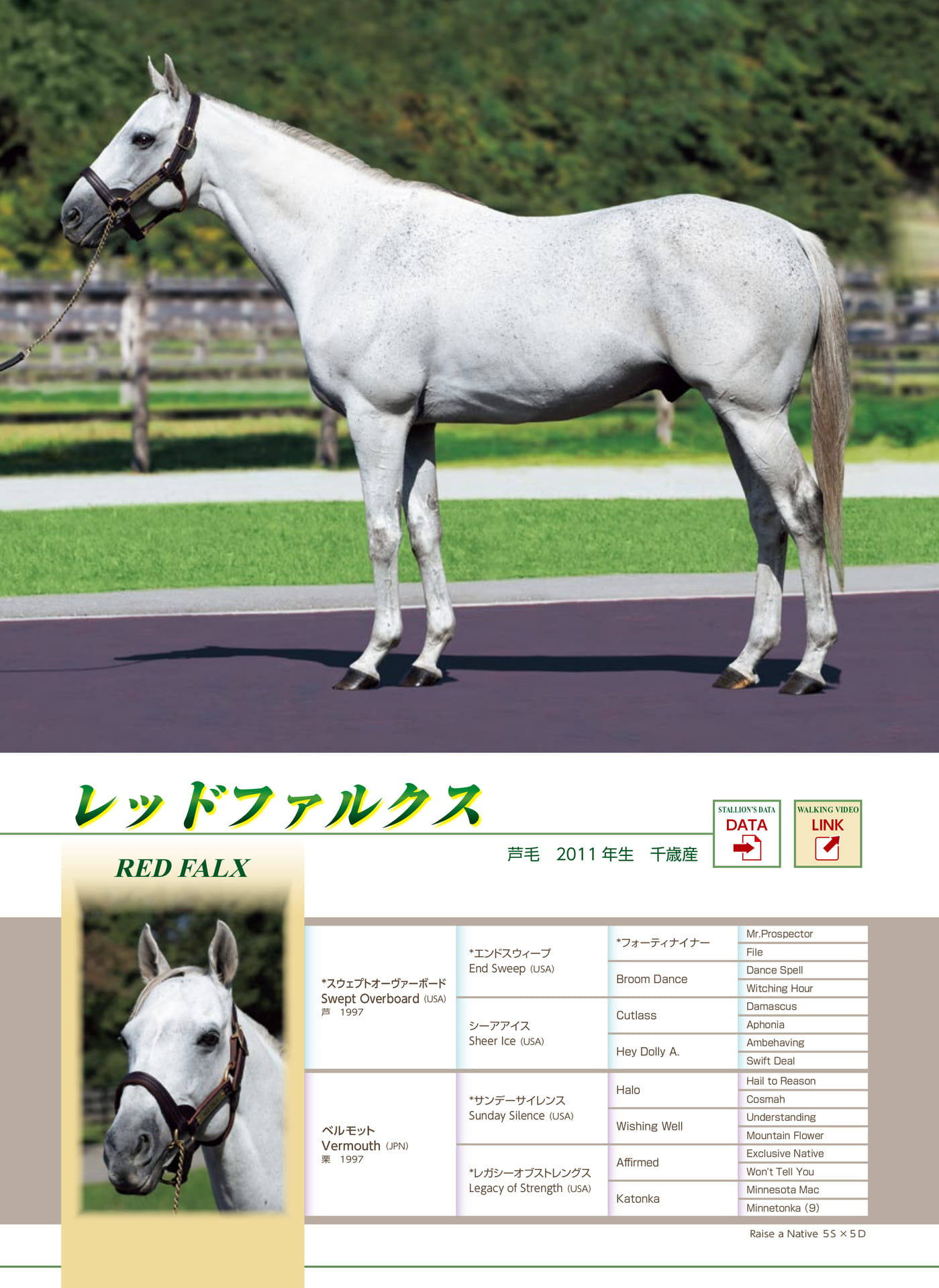 Stallions 2024 | ebook5