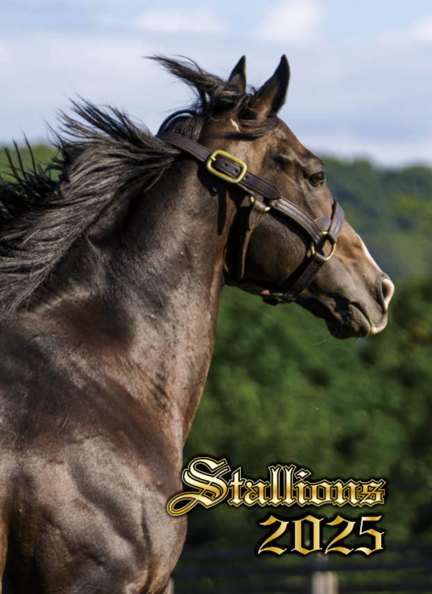 Stallions 2025 | ebook5